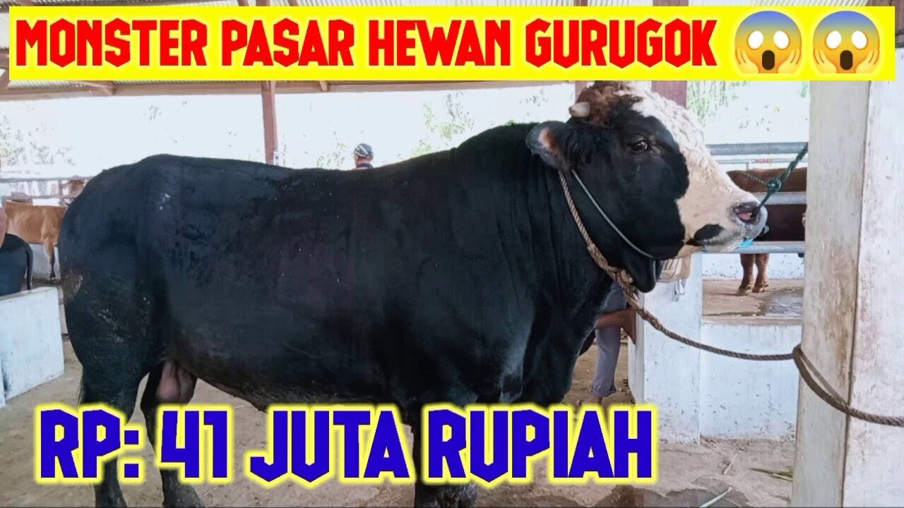 SAPI KELAS EROPA SESAKI PASAR HEWAN GURUGOK !!! WAKTU NYA BERBURU ...