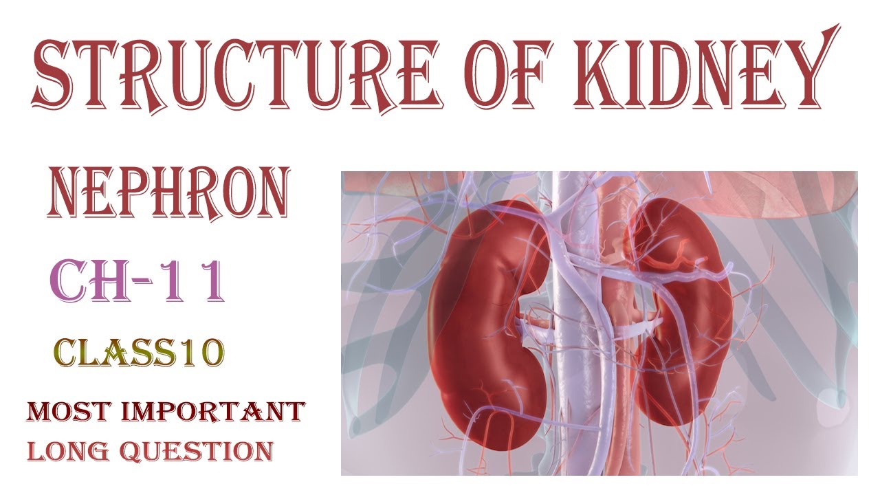 Structure of Kidney | Nephron | Excretory system | BIOLOGY | 10 class ...