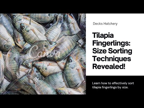 Boost your fish farm with Tilapia size grading - YouTube