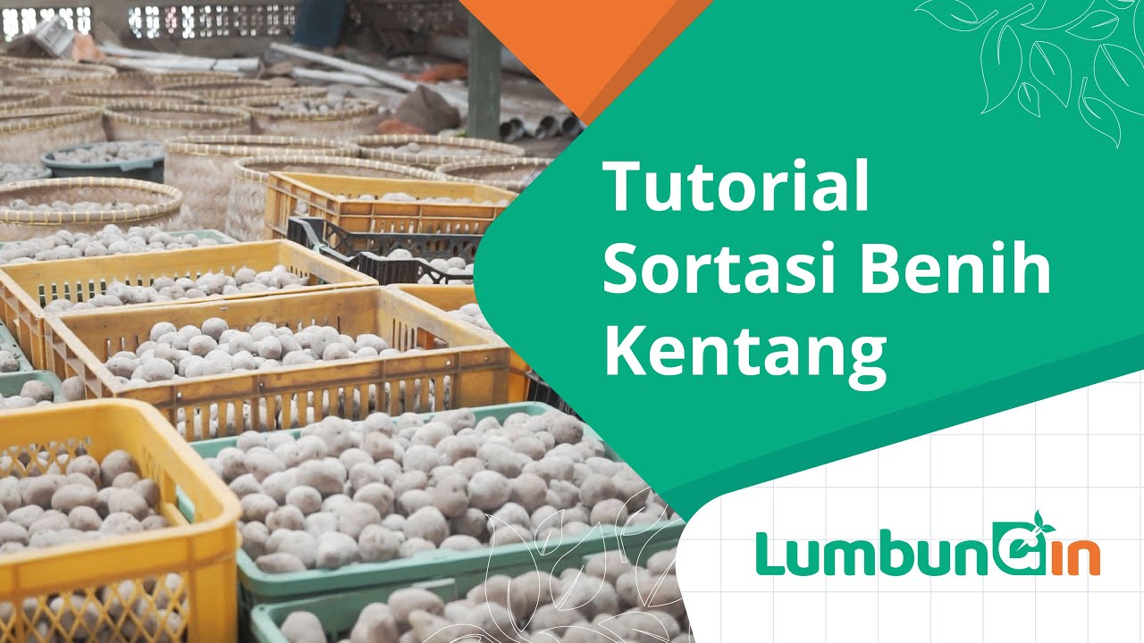 Tutorial Sortasi Benih Kentang - YouTube