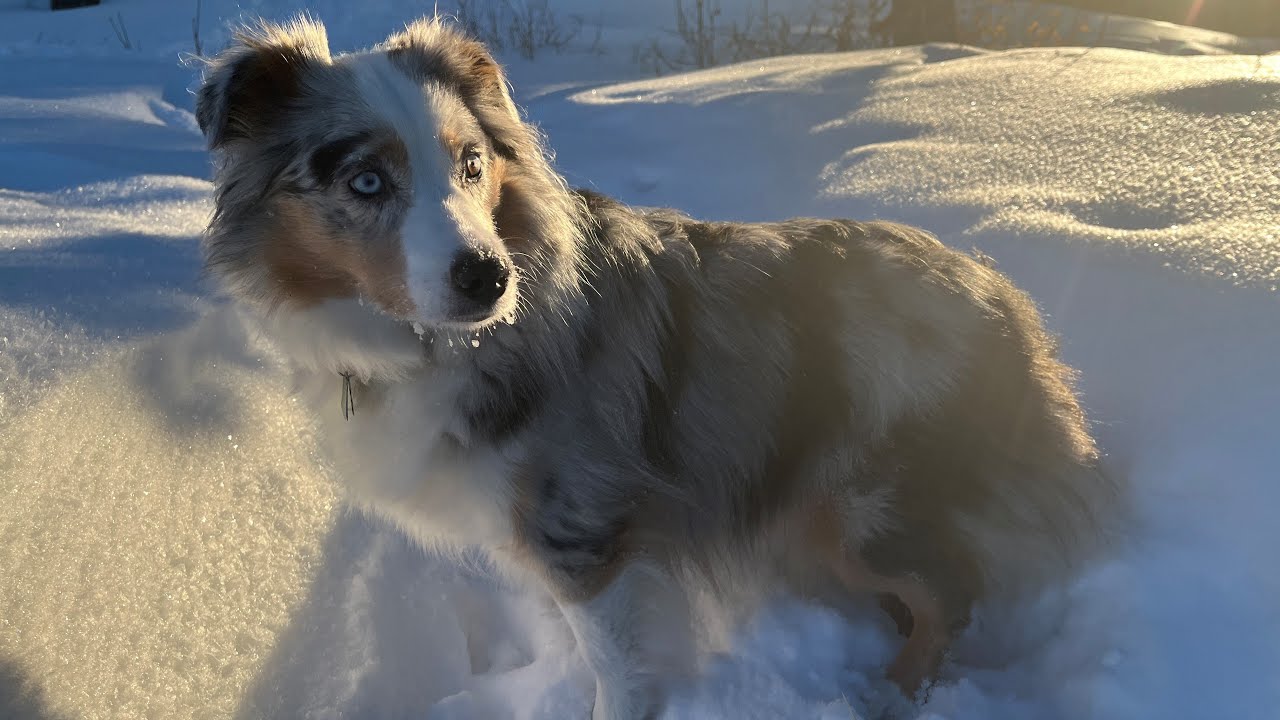 Piper, the Mini Aussie from Alaska - YouTube