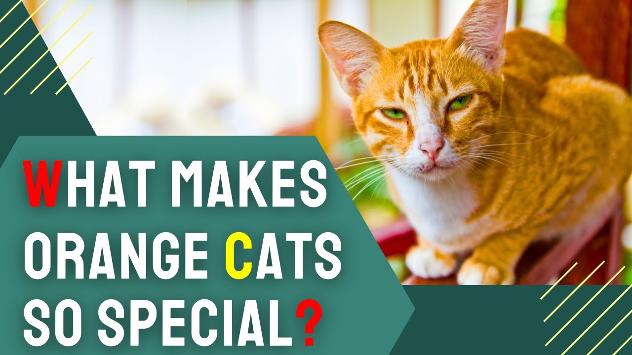 What Makes Orange Cats So Special YouTube what-makes-orange-cats-so-special-youtube