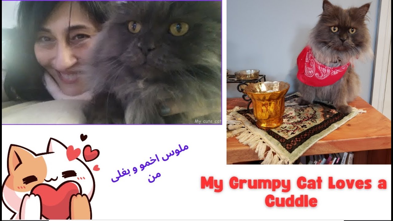 Grumpy Cat Loves a Cuddle گربه اخمو و بغلی من - YouTube