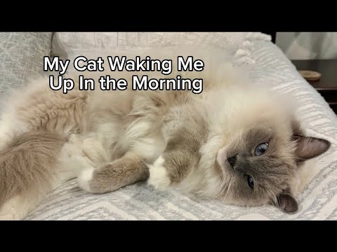 How My Cat Wakes Me Up In the Morning - YouTube