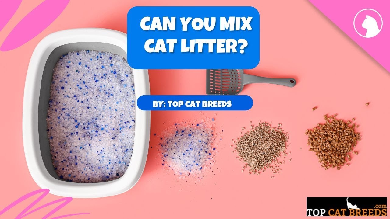 Can You Mix Cat Litter? - YouTube