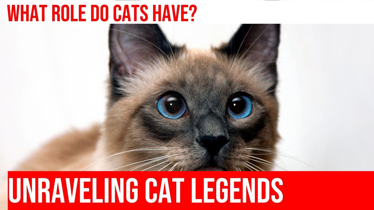 The Mythology of Cats: Uncovering the Legends & Superstitions - YouTube