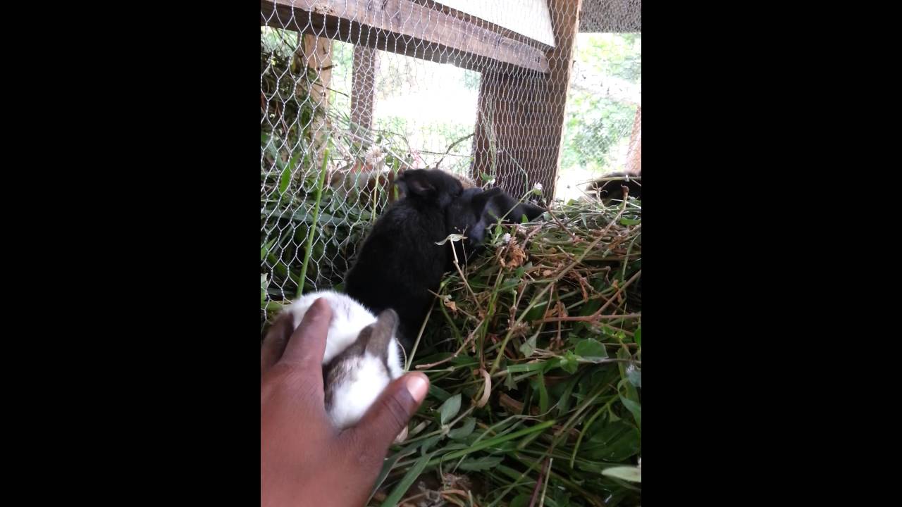 Rabbit rearing in May pen jamaica - YouTube