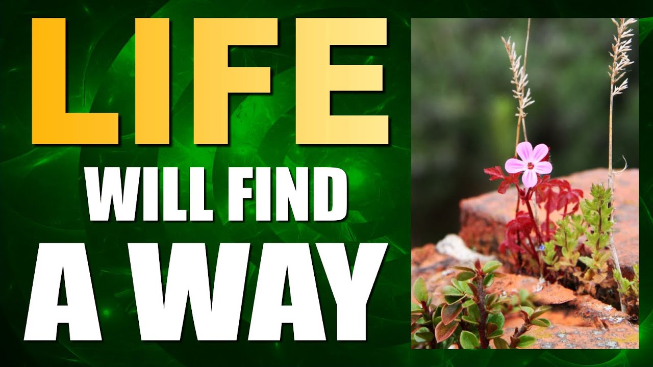 Life Will Find A Way - 3 Min Modern Energy Meditation For When Times ...