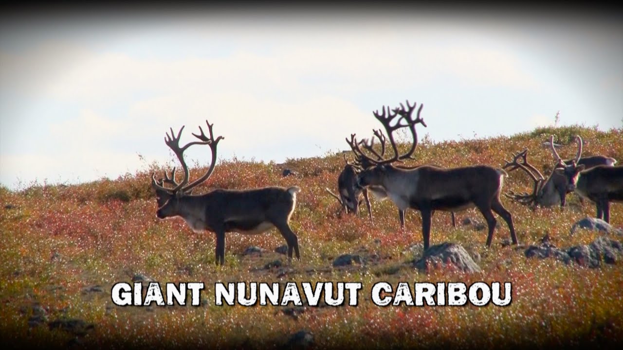 CITR1207-Giant Nunavut Caribou (Teaser) - YouTube