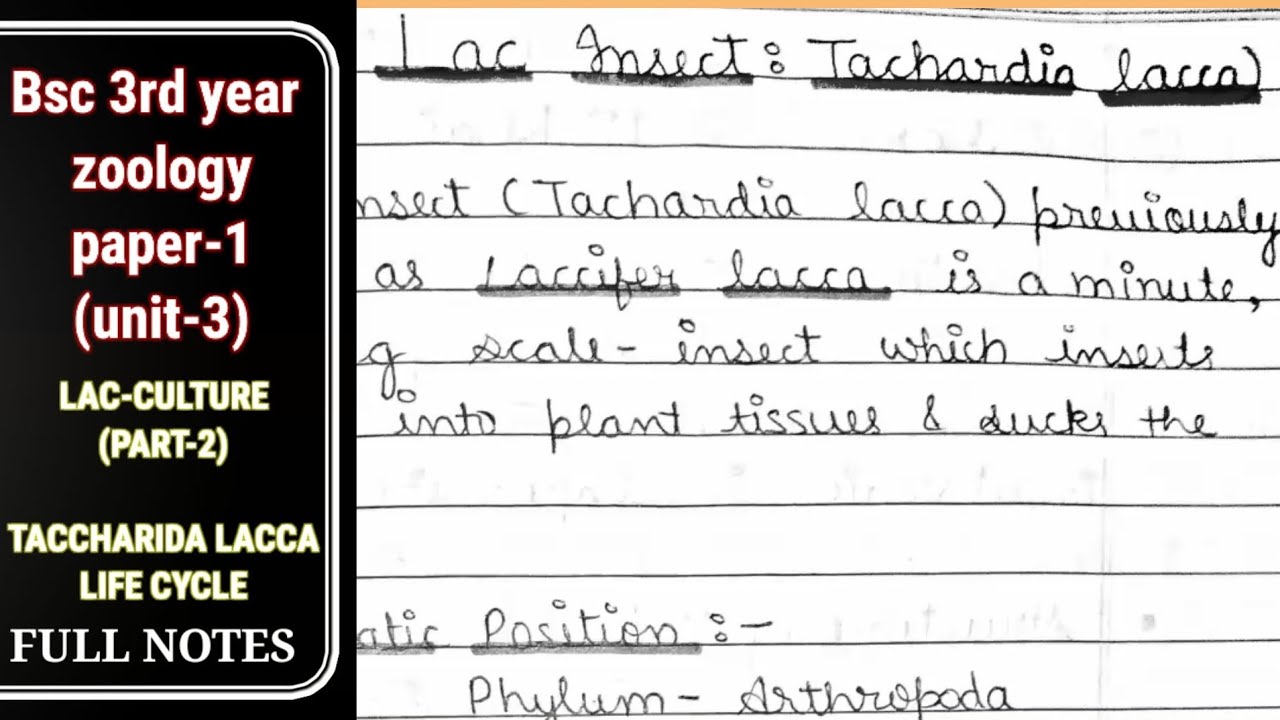 LAC-INSECT LIFE CYCLE(PART-2)| BSC 3rd YEAR ZOOLOGY PAPER-1 (UNIT-3 ...