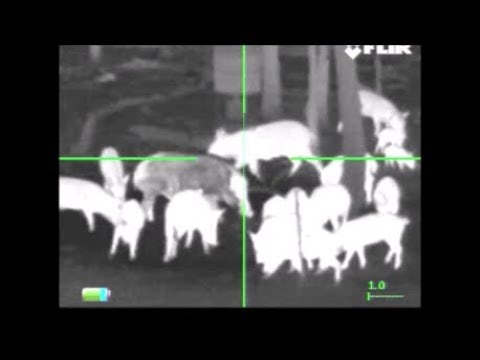 FLIR Thermal Boar Hog Hunt (#3). 7.62x39 knock out - YouTube