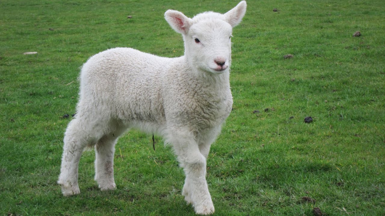 Chasing Lambs in New Zealand - YouTube