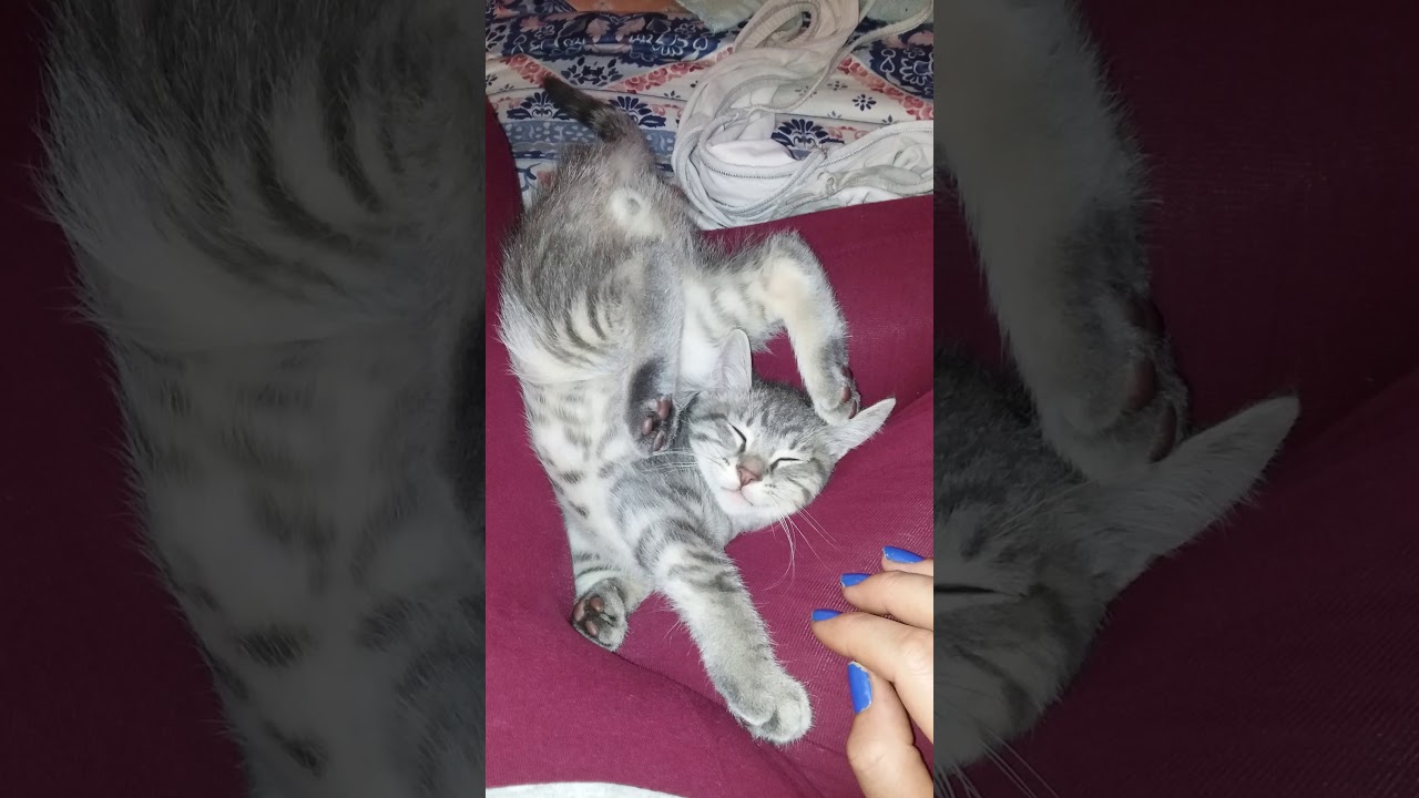 Contorted kitten - YouTube