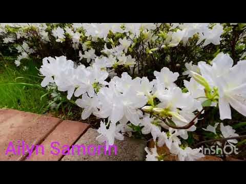 Amazing Spring Flowers 💐 // Walking Tour // ailyn samorin - YouTube