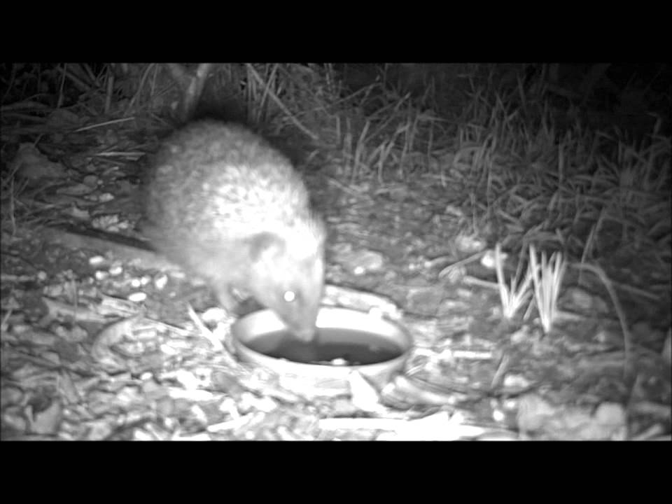 20 9 2015 hedgehog cam - YouTube