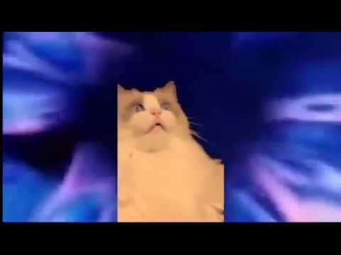 Doctor Who Cat - YouTube