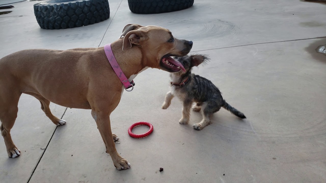 A puppy bringing out the playful nature of an older dog - YouTube