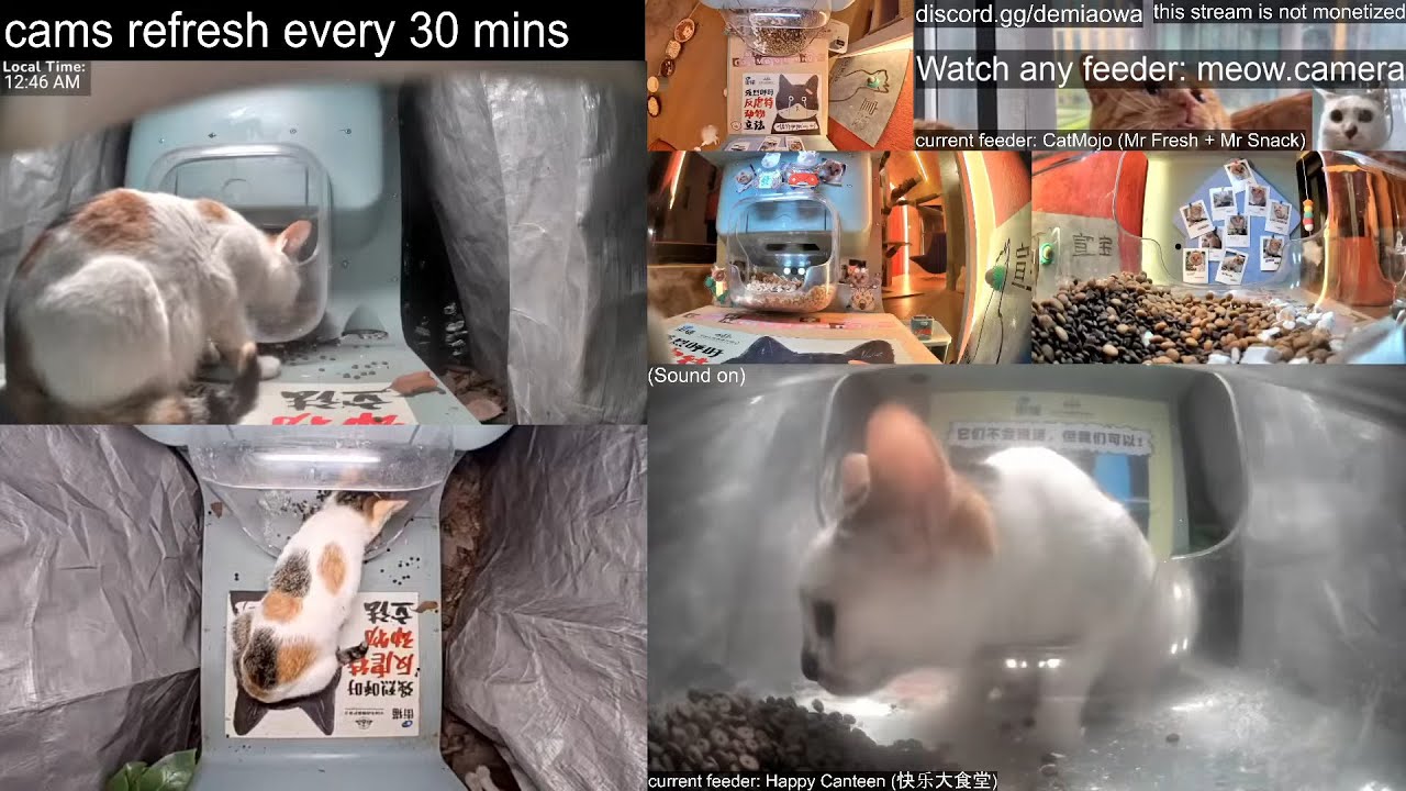 Hello Street Cat Restream - Happy Canteen (快乐大食堂) - YouTube
