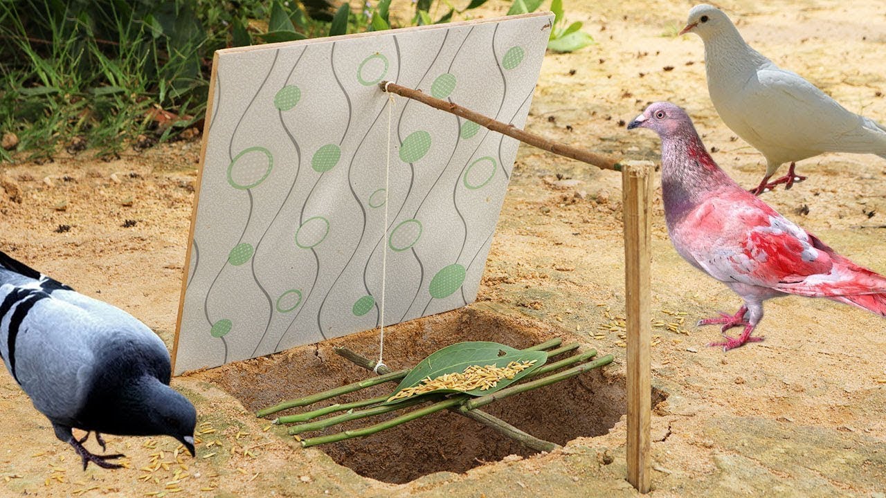 Amazing Easy Underground Bird Trap Using Tile Work 100% - YouTube