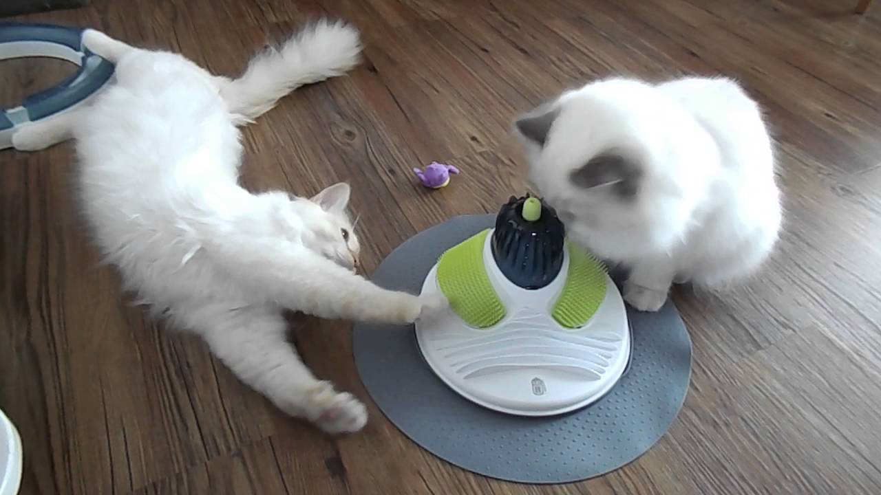 Hagen Catit Design Senses masážní centrum - YouTube