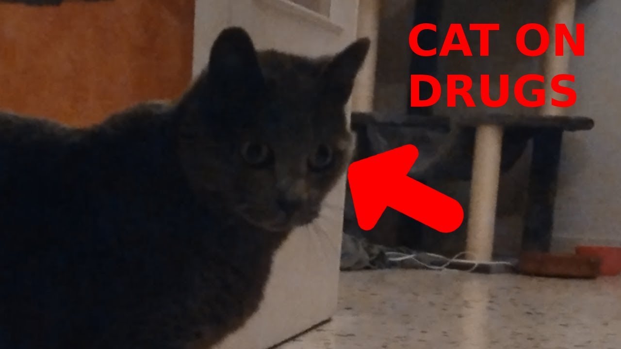 Cat ON DRUGS playing with plastic... - YouTube