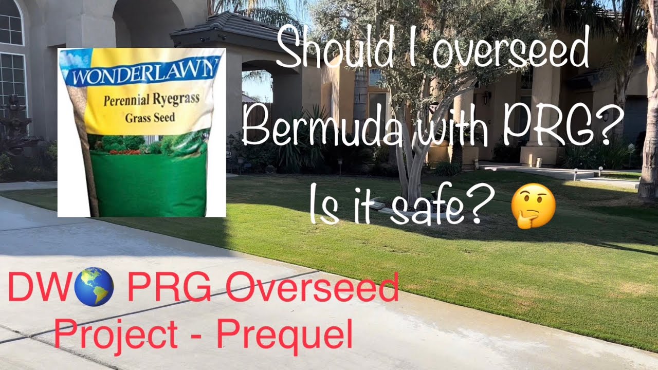 Overseeding Hybrid Bermuda with Perennial Rye Grass - DW🌎 Prequel - YouTube