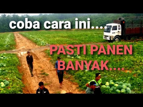TANAM SEKALI... PANEN DUA KALI
