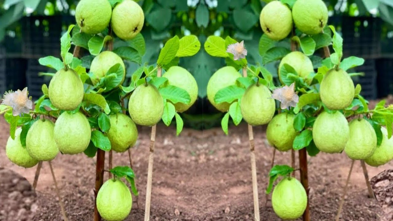 how to grow guava tree from cutting with onion. i great rooting method ...