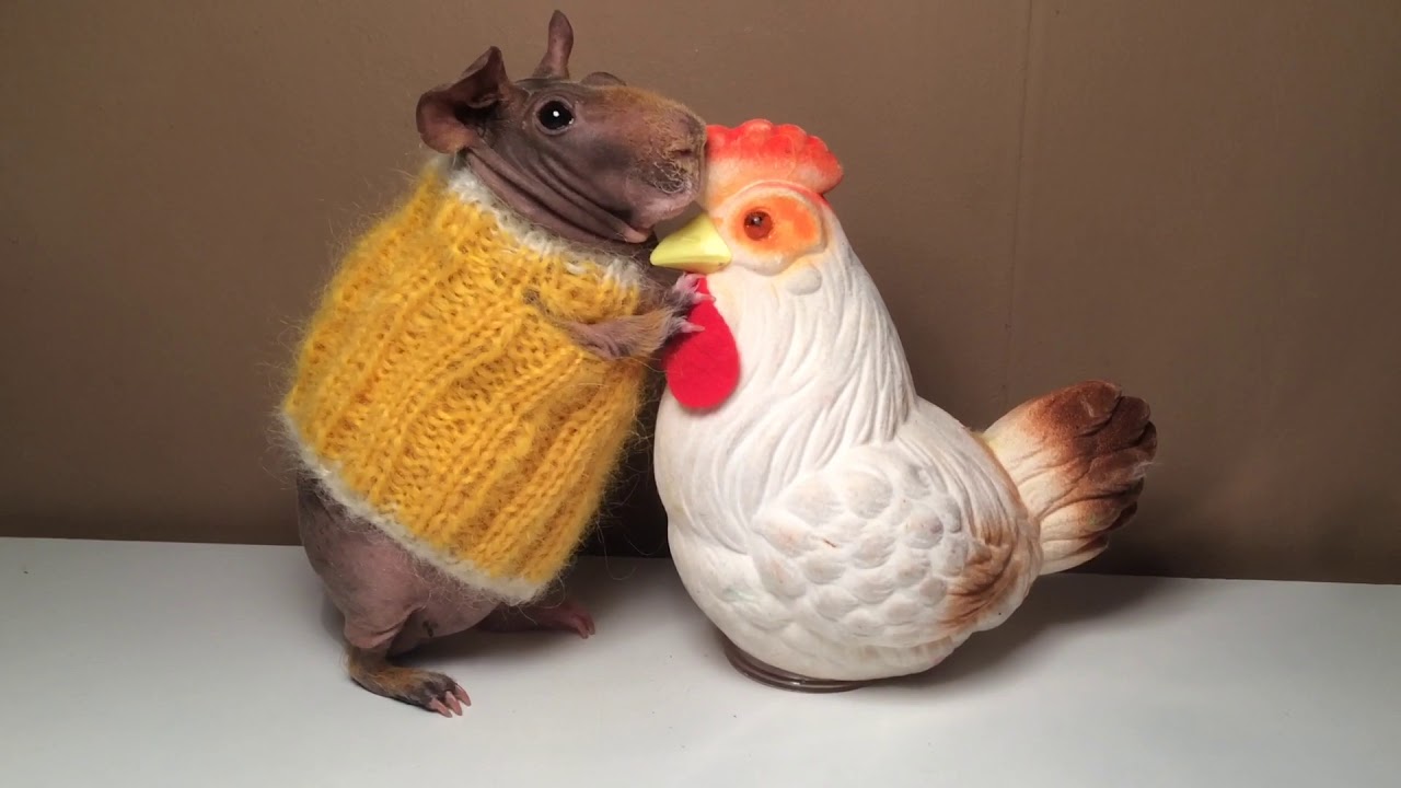 I’m a chicken , and I love this hen♥️ - YouTube