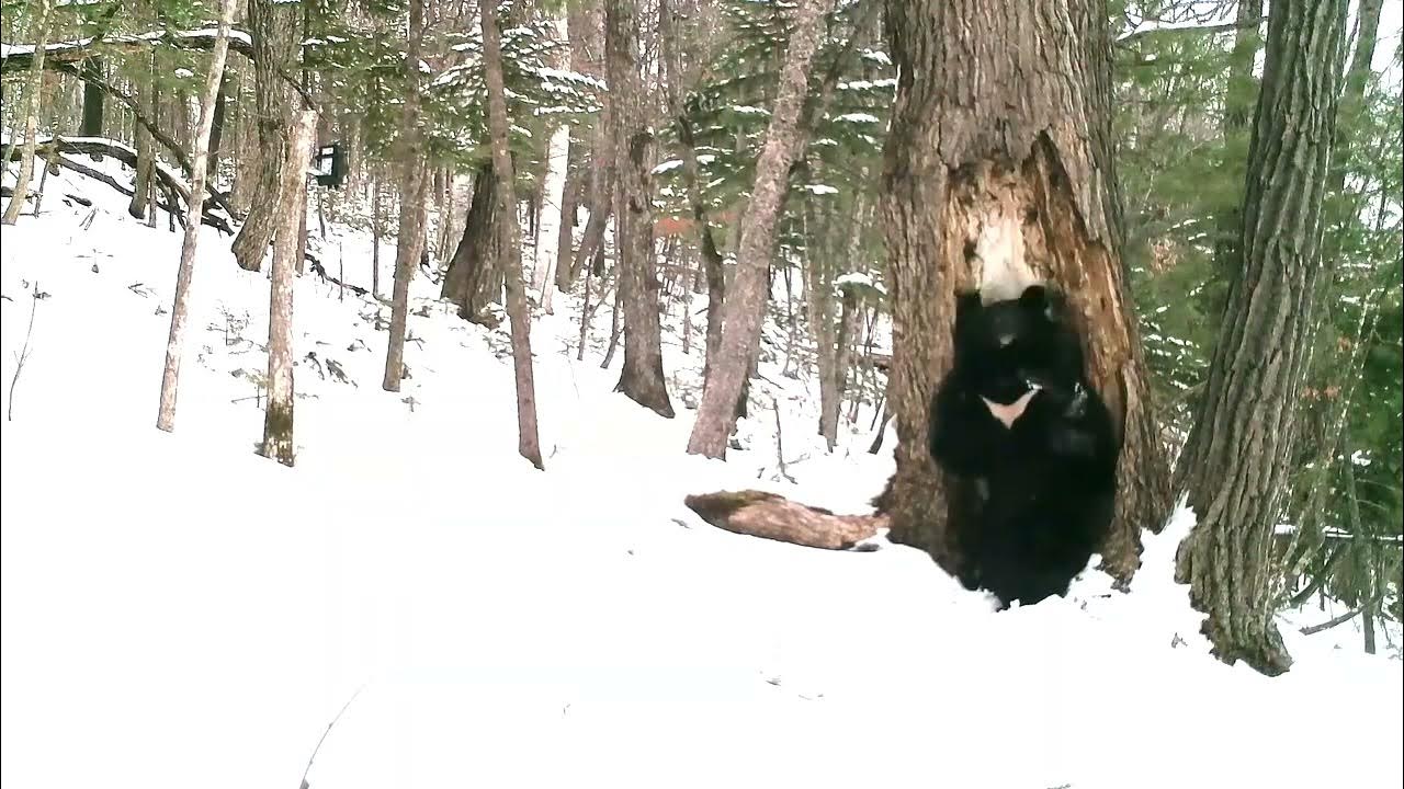Медведь исполнил первый танец встречи весны - YouTube