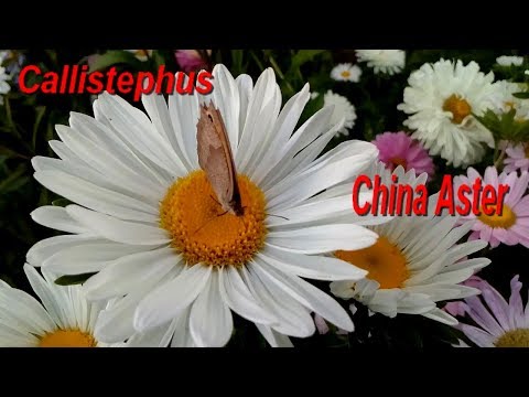 Callistephus (China Aster) Very Beautiful Flowers