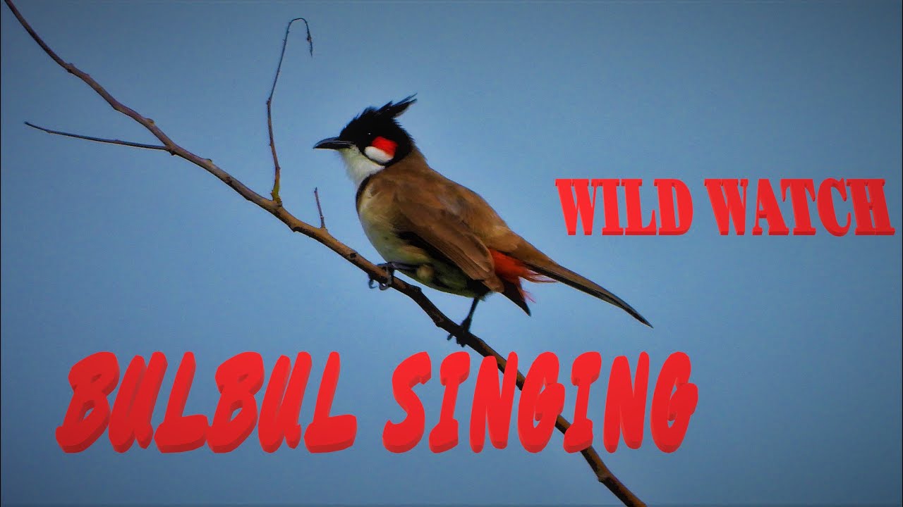 Red-whiskered bulbul call (Bulbul singing) - YouTube