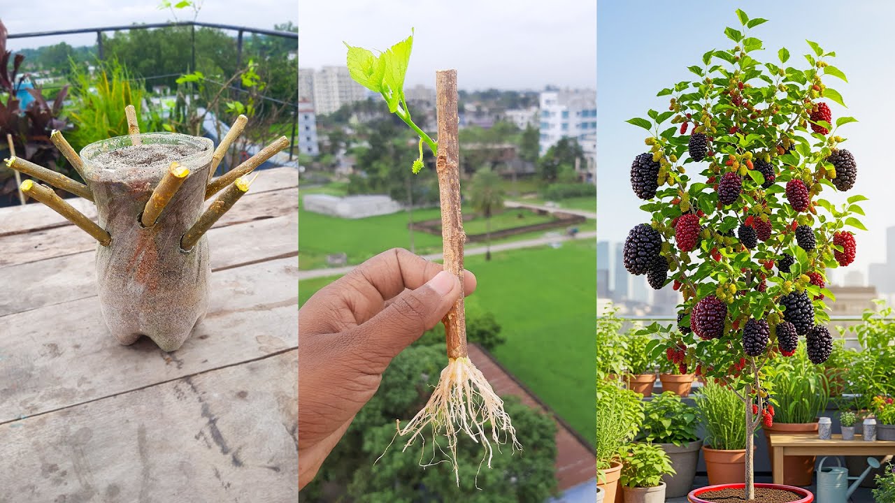 Amazing way to grow mulberry plant at home from stems || Tips & tricks ...