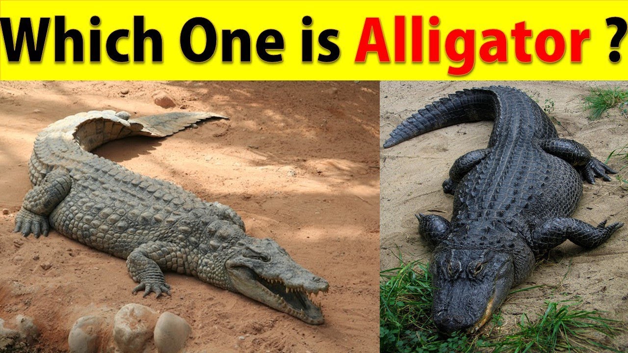 Only 2% of People Can Pass This Logical Puzzles & Riddles: Which One is ...