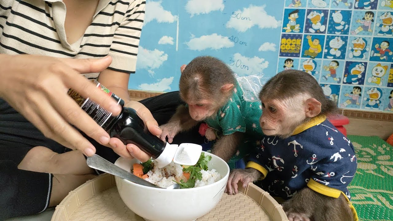 Two Mimi Kuku monkeys eat rice mixed with special fish sauce - YouTube