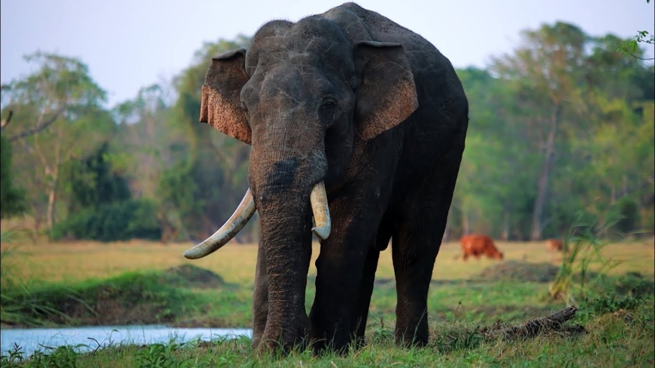 Old Memories of the Elephant King Agbo. - YouTube