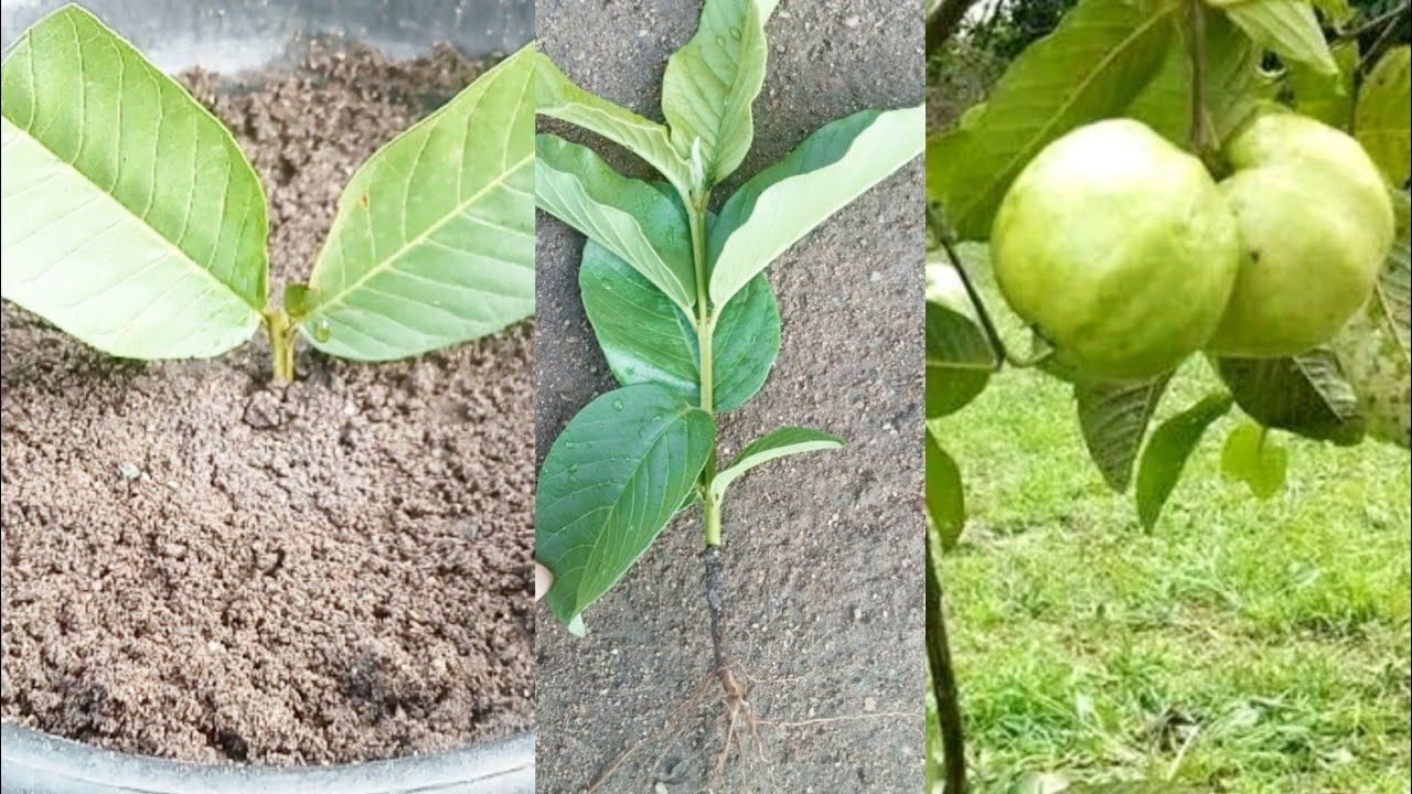 successful cultivation of guava plants: with the help of cuttings and ...