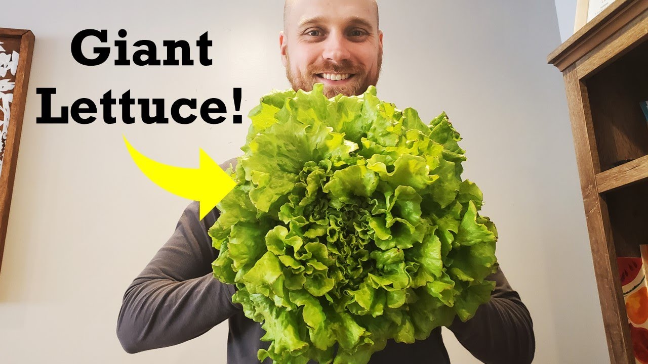 Timelapse: Growing a GIANT Head of Lettuce - YouTube