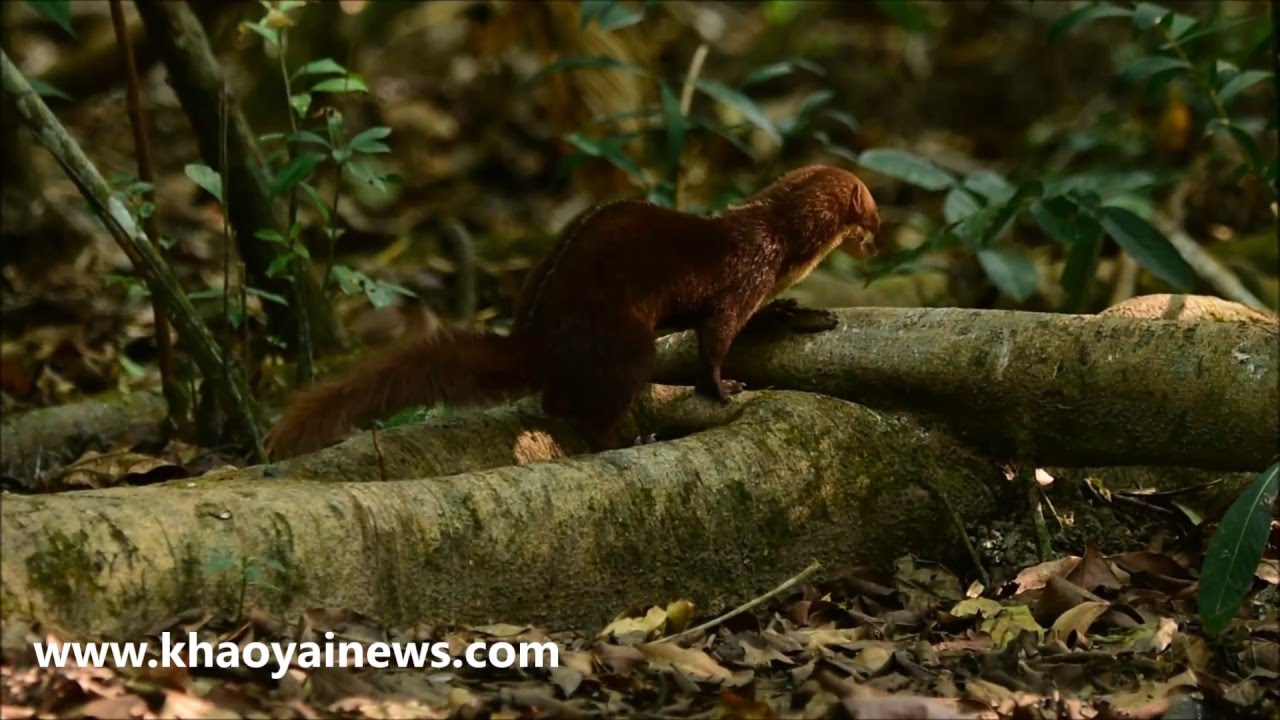 Back-striped Weasel - YouTube