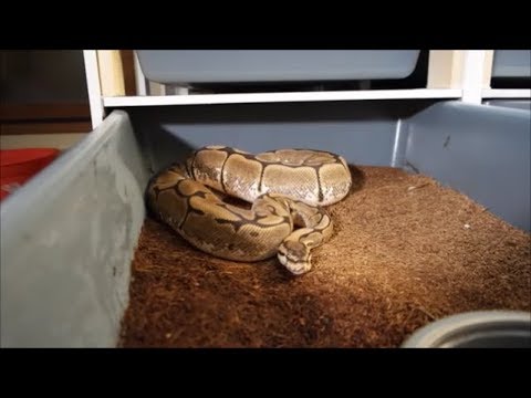 Killer Combos talking lethal ball pythons! - YouTube