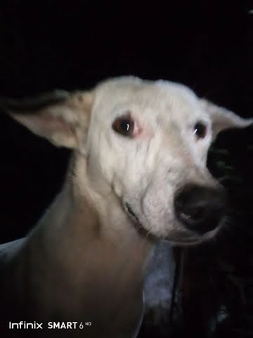 hola perro - YouTube
