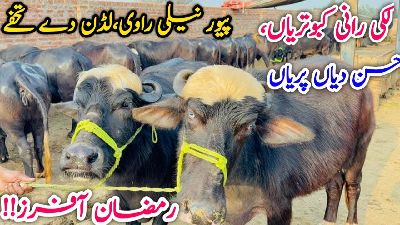 High Standard Nali Ravi Buffaloes in Pakistan|Pure Nali Gabbon Jhotian ...