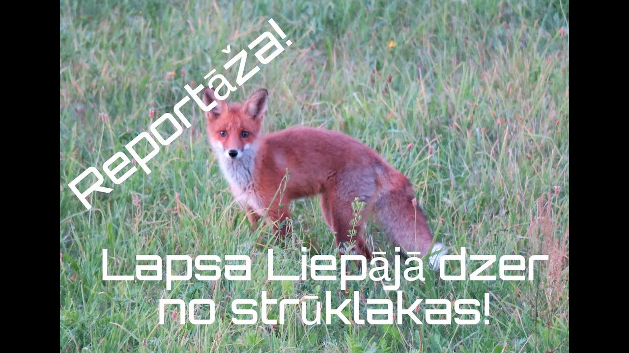 Reportāža! Lapsa apmetusies uz dzīvi leģendārajā Liepājas estrādē “Pūt ...