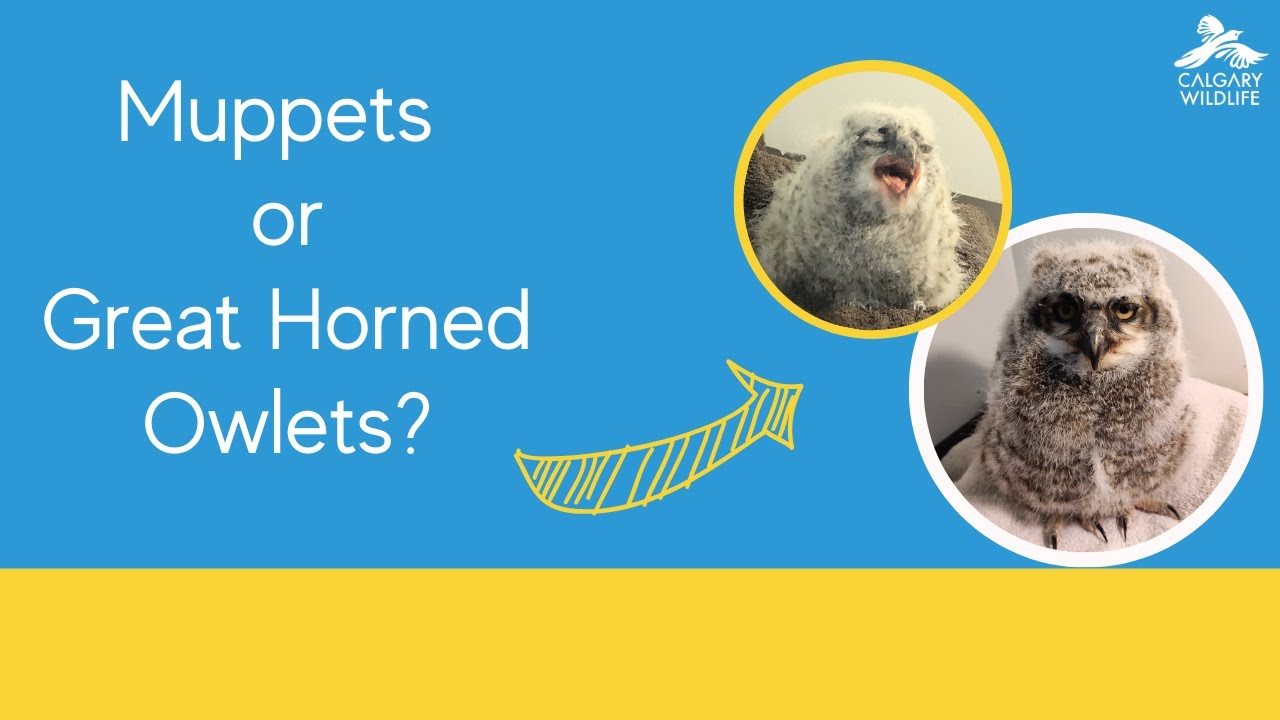 A Baby Shower For Two Muppet Lookalikes, Great Horned Owlets! - YouTube
