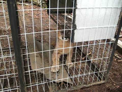 Young female puma-- frightened and angry - YouTube