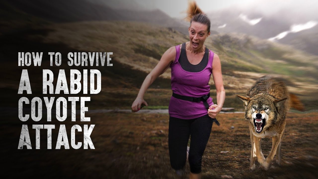 How to Survive a Rabid Coyote Attack - YouTube