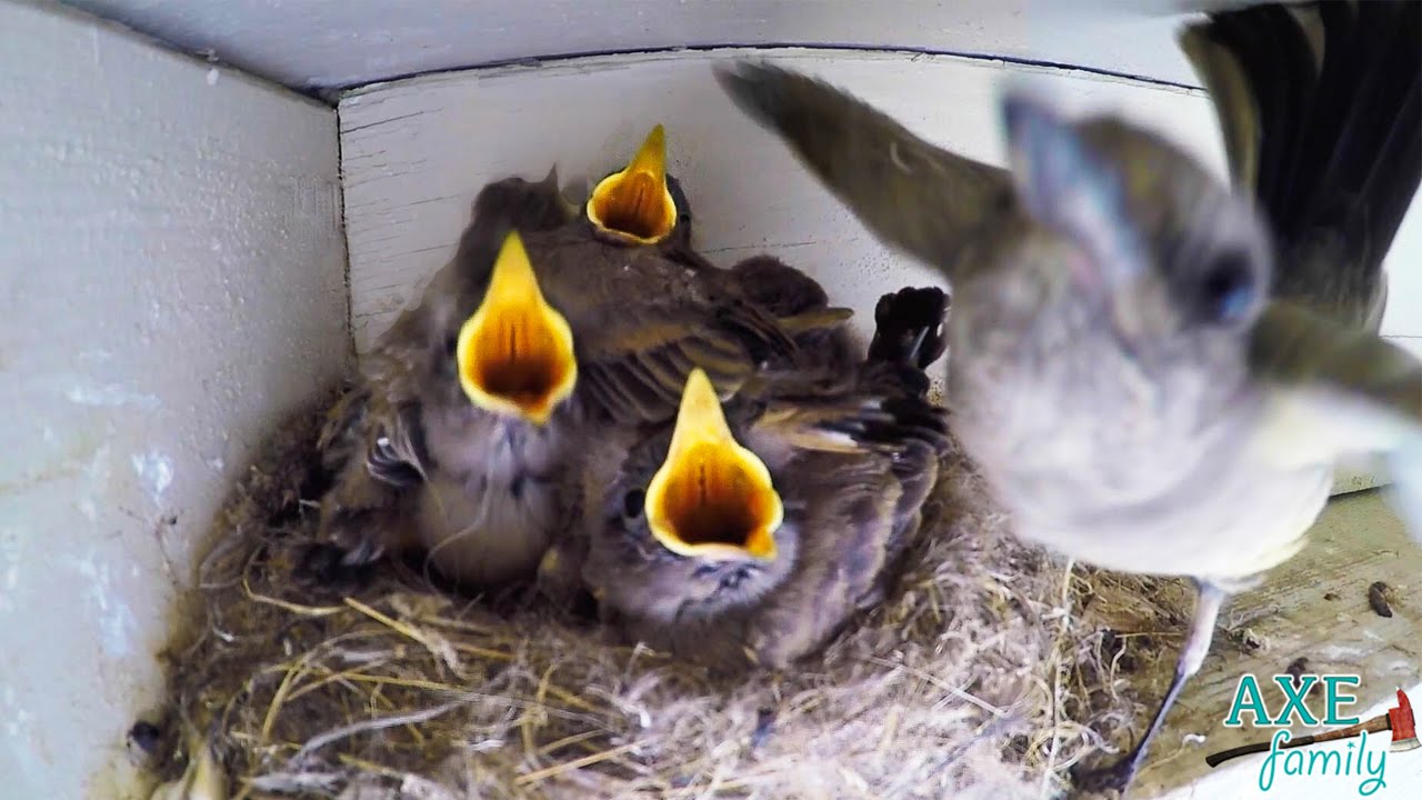 Bird Attacks GoPro - YouTube