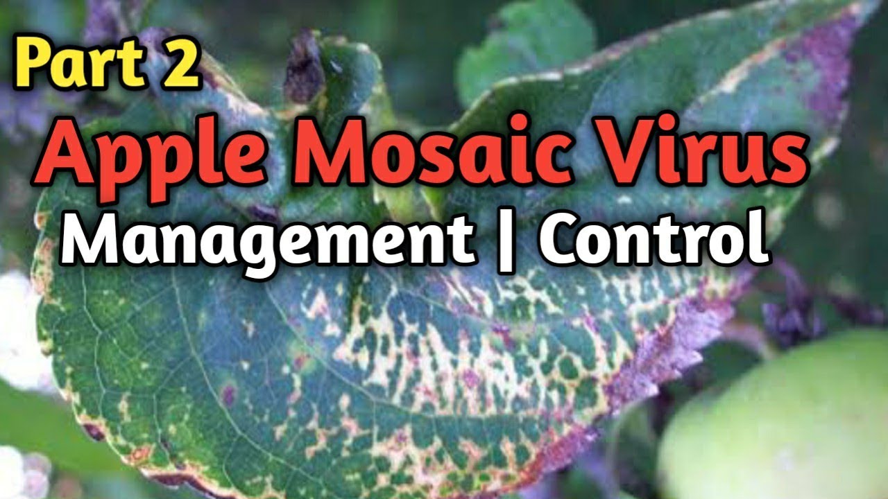Part 2: Apple Mosaic Virus, it's management | Treatment | control | by ...