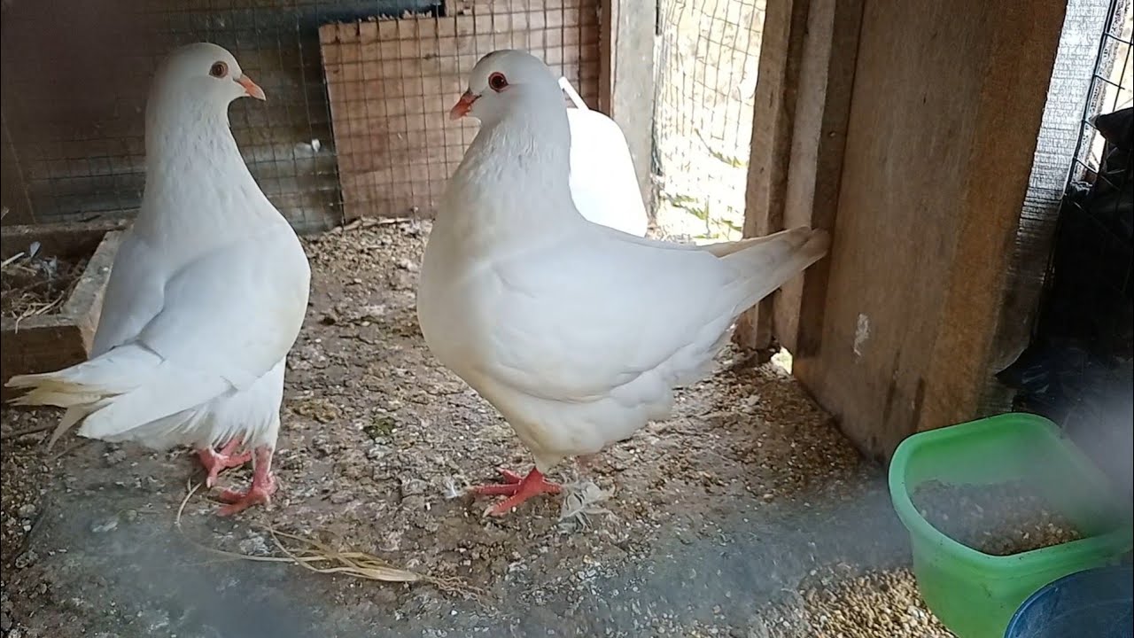 Sepasang Burung Merpati King Super Jumbo - YouTube