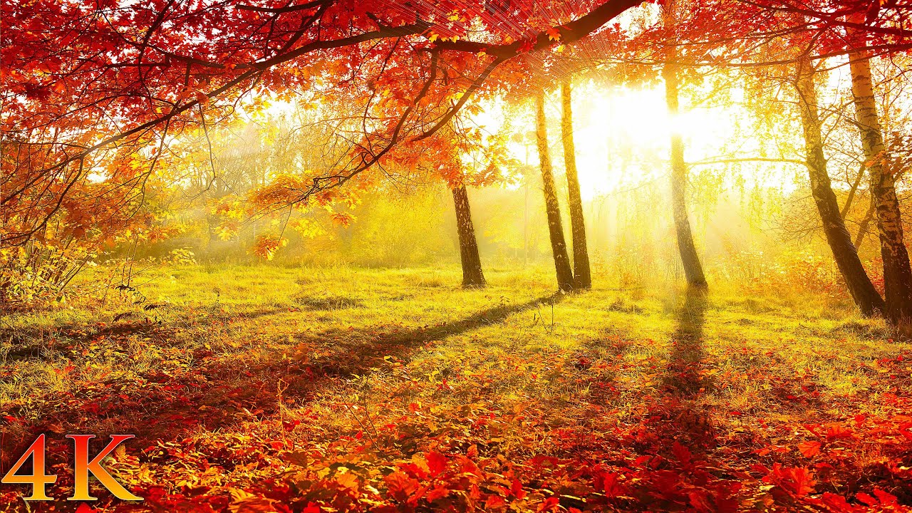 11 Hours of Enchanting Autumn Scenes (NO MUSIC) + Forest Sounds for ...